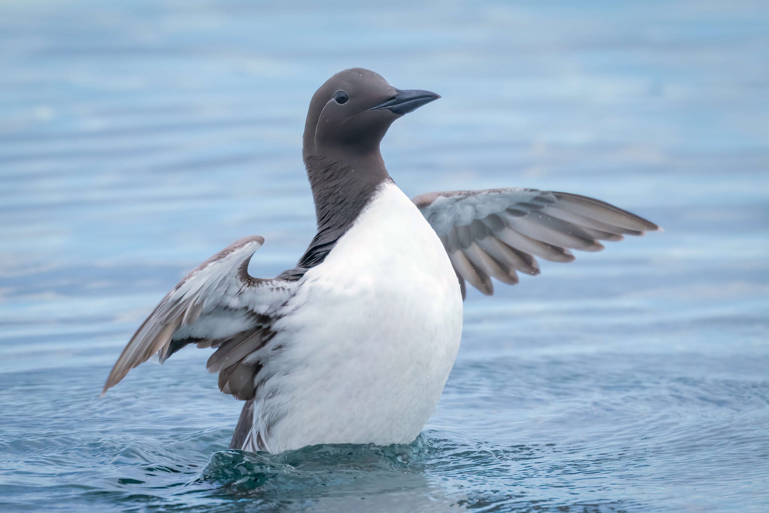 guillemot de troïl | Ailes Marines