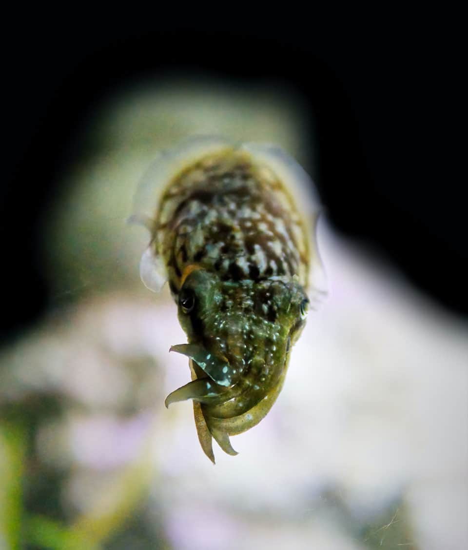 Study report on cuttlefish monitoring - Ailes Marines